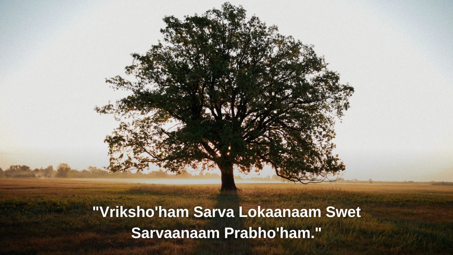 Know About The Power of Sanskrit Slokas on Trees