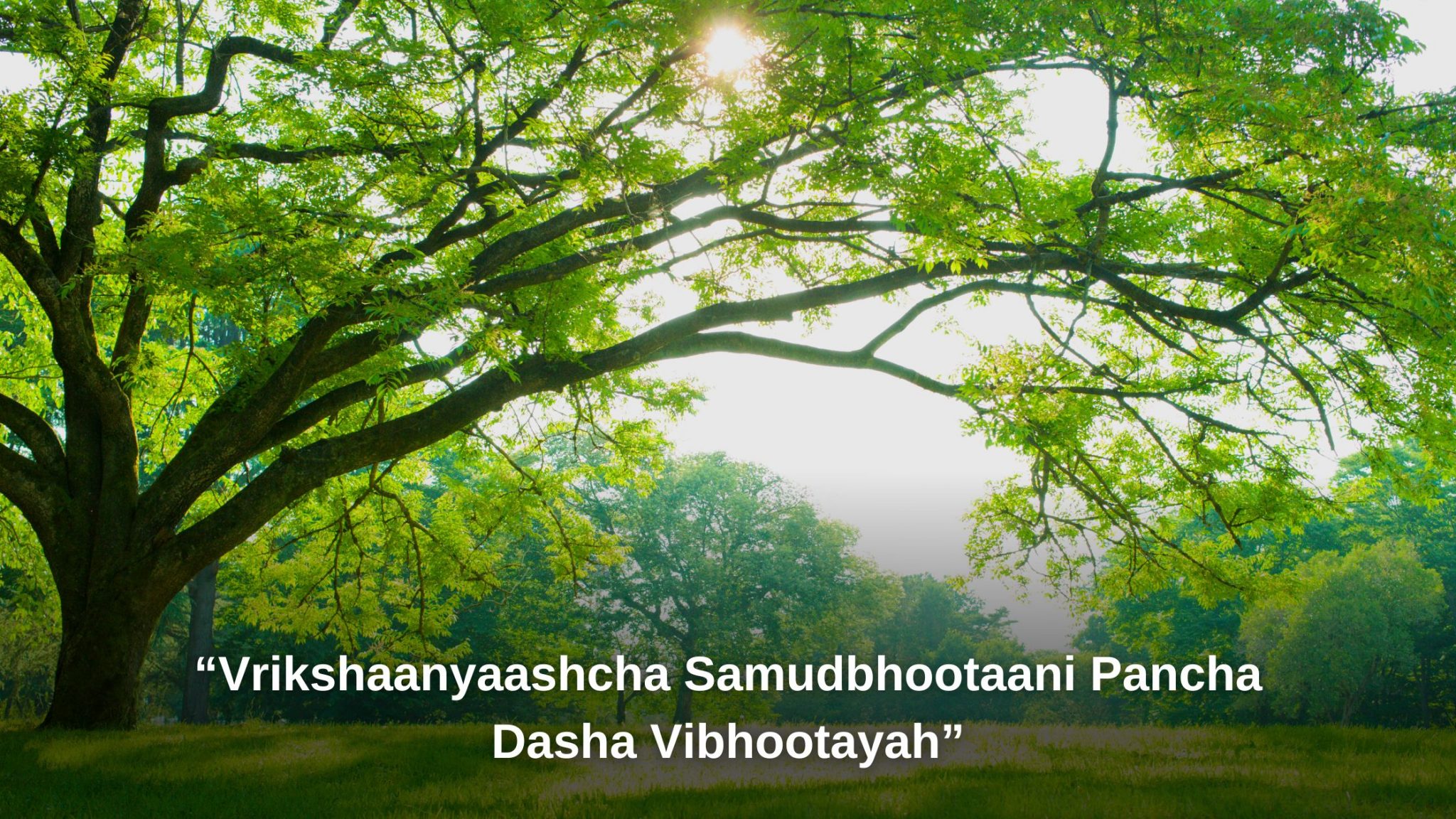 Know About The Power of Sanskrit Slokas on Trees